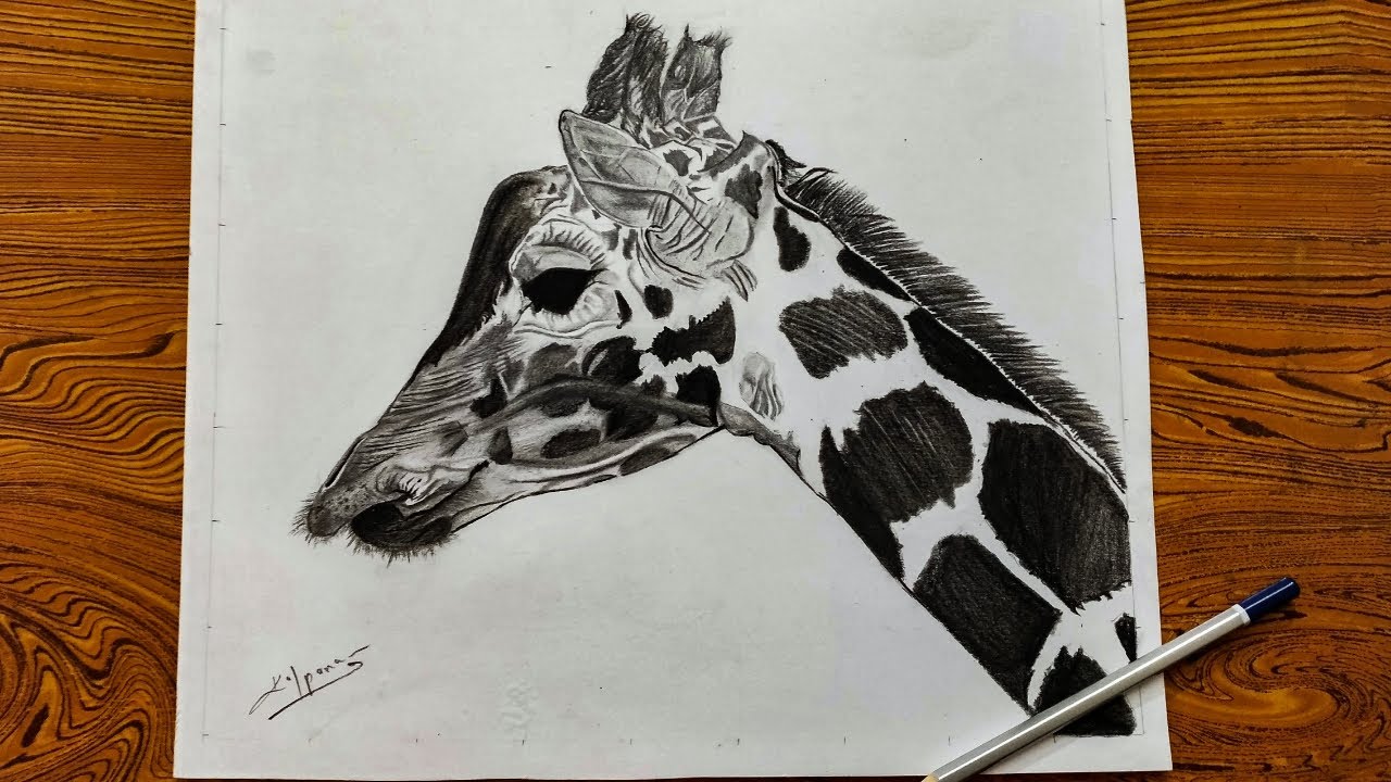 How to draw a giraffe || Pencil sketch - YouTube
