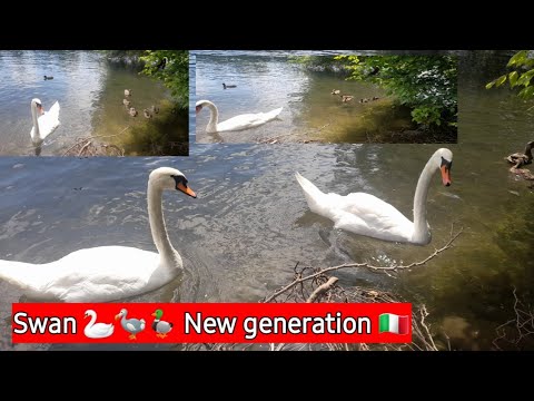 Wild See Swan In Italy | Swan Birds - YouTube