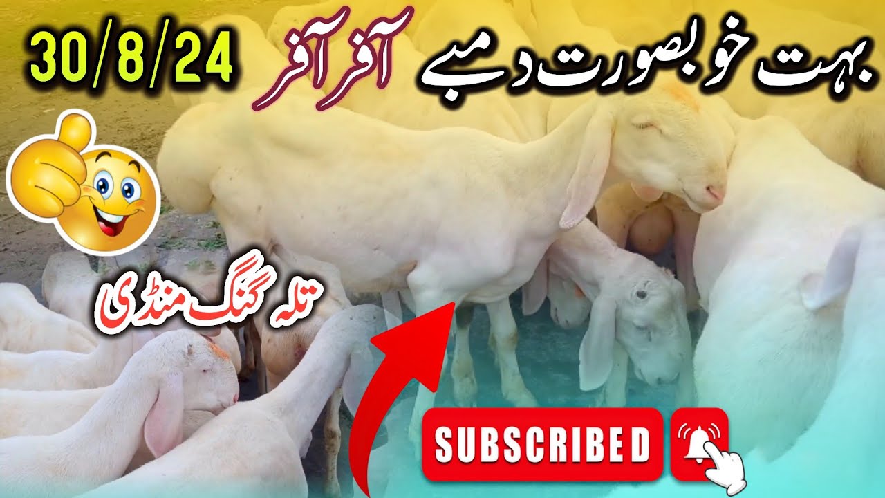 beautiful Turkish dumba / today Friday dumba Mandi talagang Cattle ...