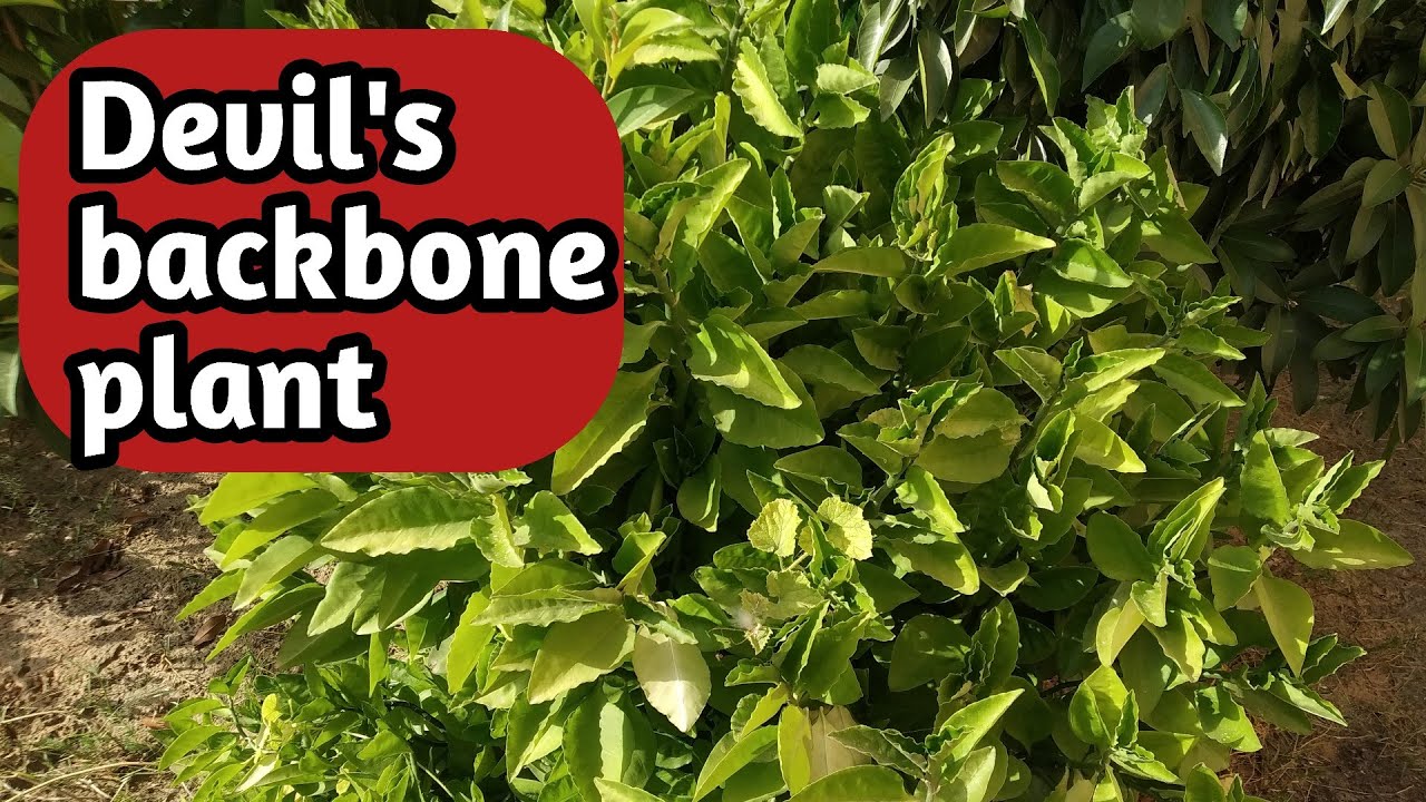How to grow and care Devil's backbone plant/ Pedilanthus plant care ...