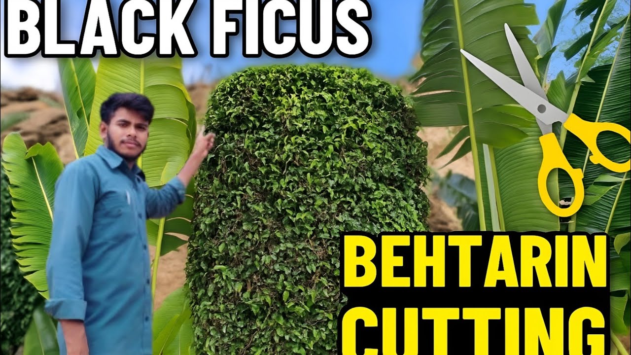 “Perfect Black Ficus Cutting ️ | Amazing Topiary Design Ideas” - YouTube