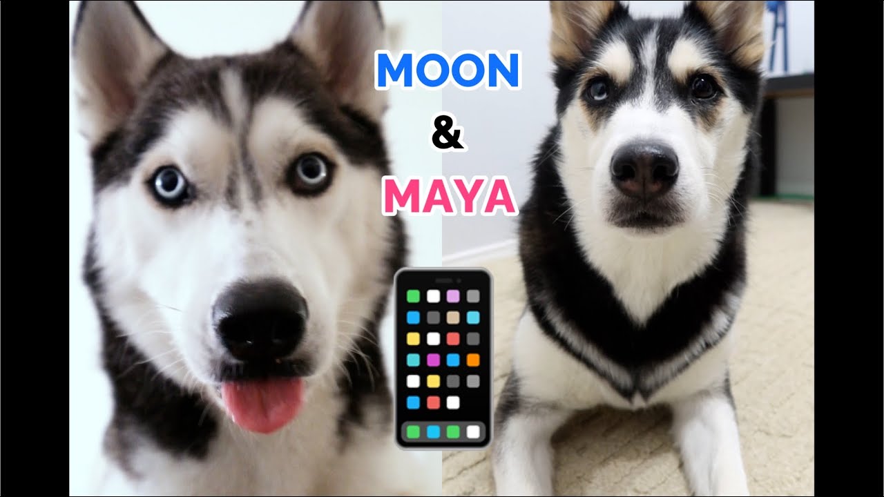 MOON FACETIMES MAYA! Huskies fall in love! - YouTube