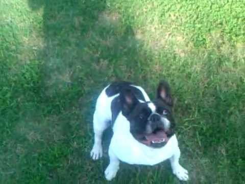 French Bulldog catching frisbee - YouTube
