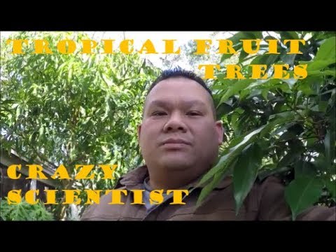Tropical fruit tree experiment - YouTube