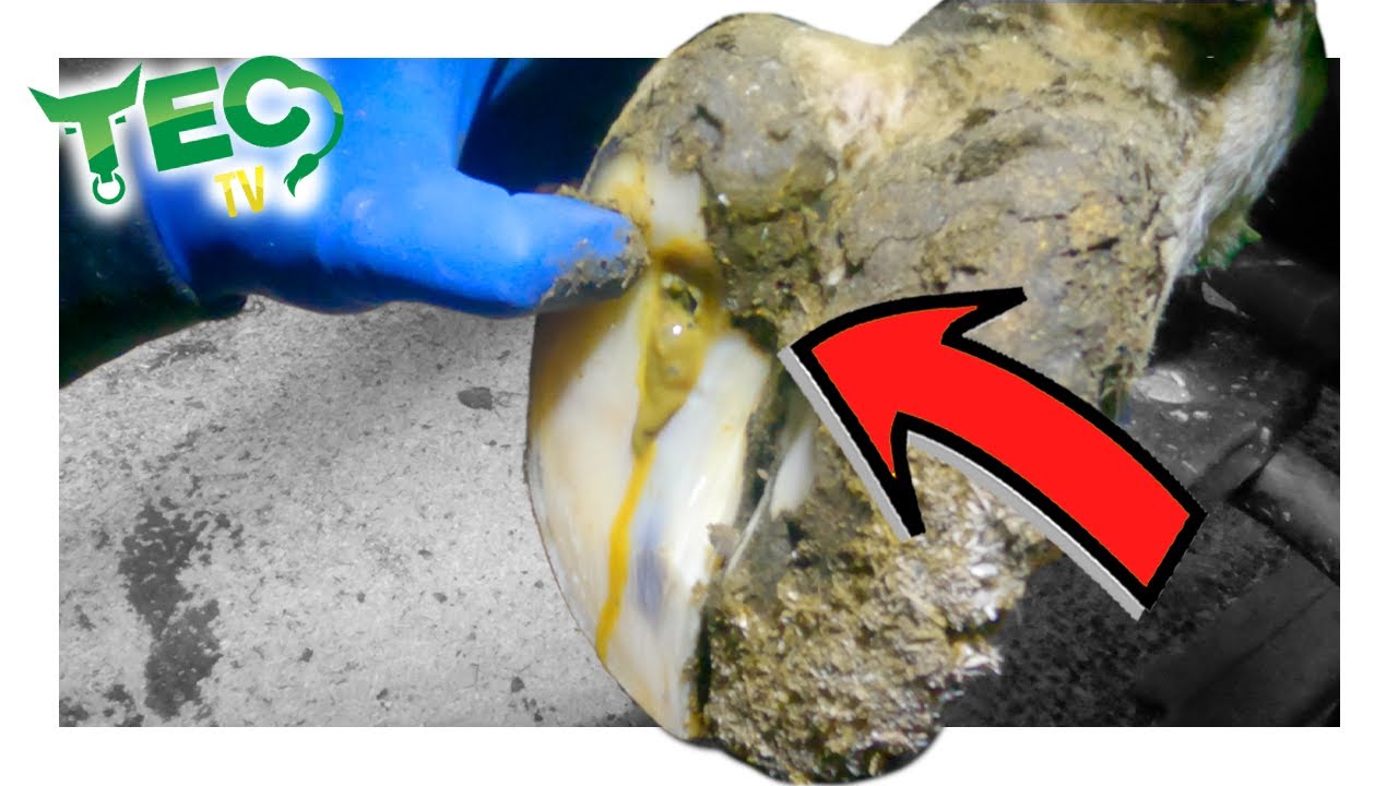 PUS POP IN COW'S HOOF INSTANT RELIEF FOLLOW UP | TEC TV - YouTube