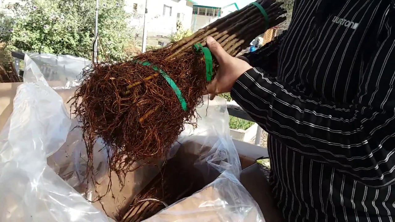 Receiving a bulk order of Rootstocks - Apple and Stone Fruits--Ben ...