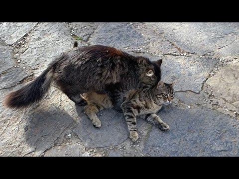 Male perverted Cat wants to have inappropriate relations with female Cats. - YouTube
