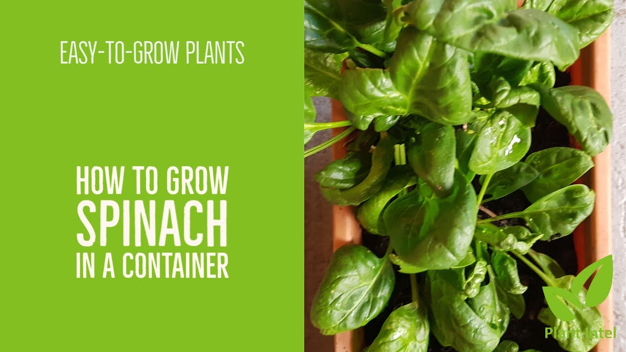 How to grow SPINACH IN CONTAINERS + a key mistake to avoid - YouTube