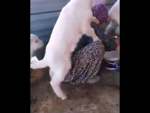 Yaramaz oğlaklar çok sevimli