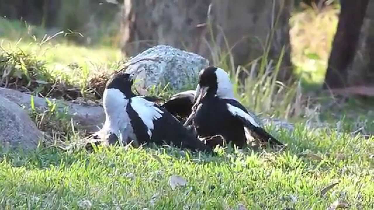 Australian Wildlife: Fighting Magpies - YouTube