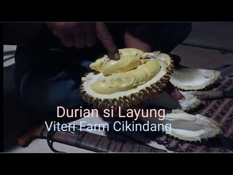 Durian legend!!! rezeki bisa makan buah si Layung yang sdh 4 thn tidak ...