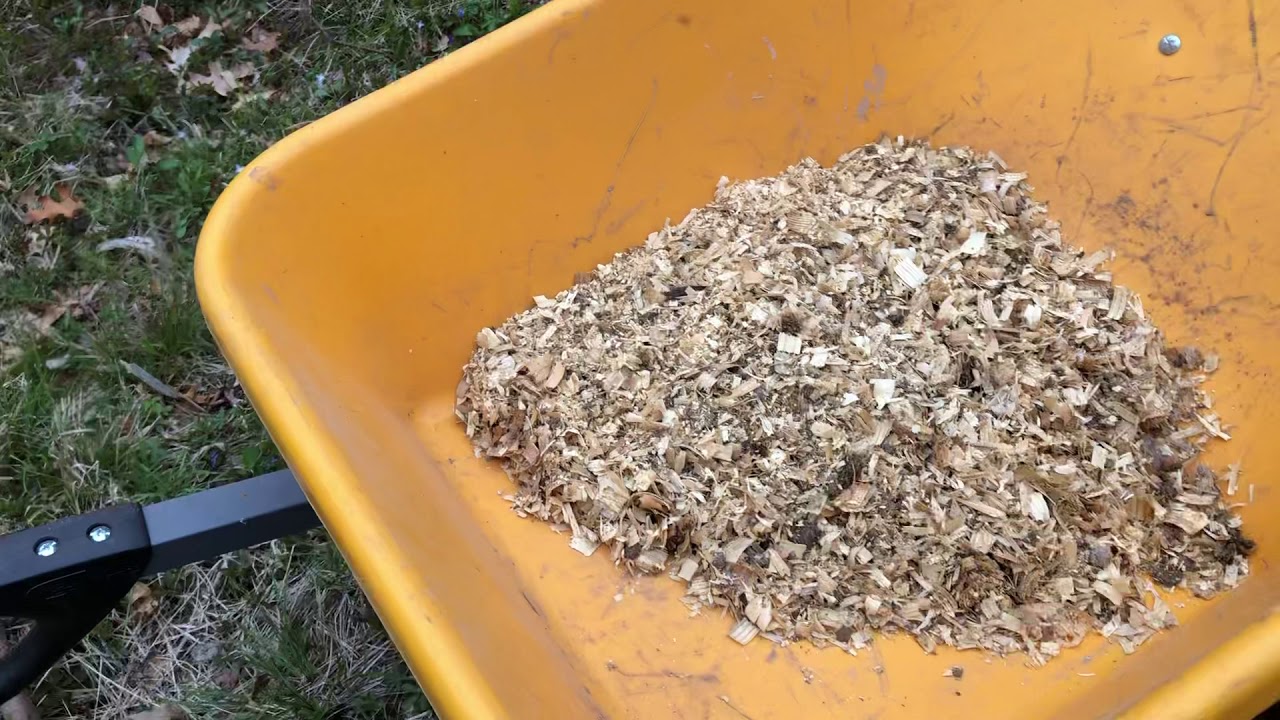 Early golden persimmon - YouTube