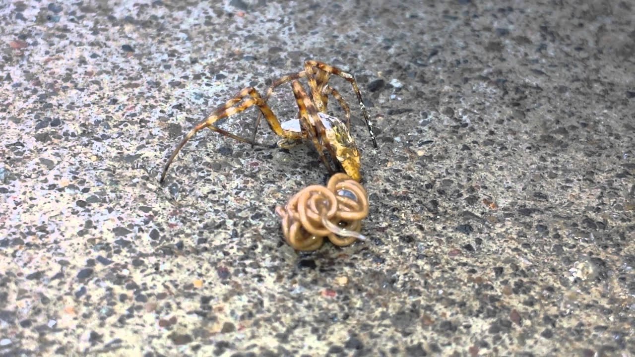 Strange spider worm? Or alien - YouTube