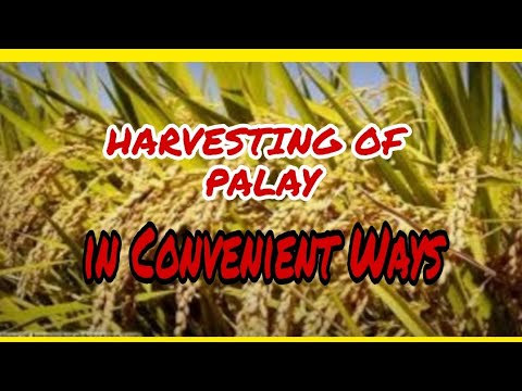 HOW TO HARVEST PALAY IN VERY EASY WAY - YouTube
