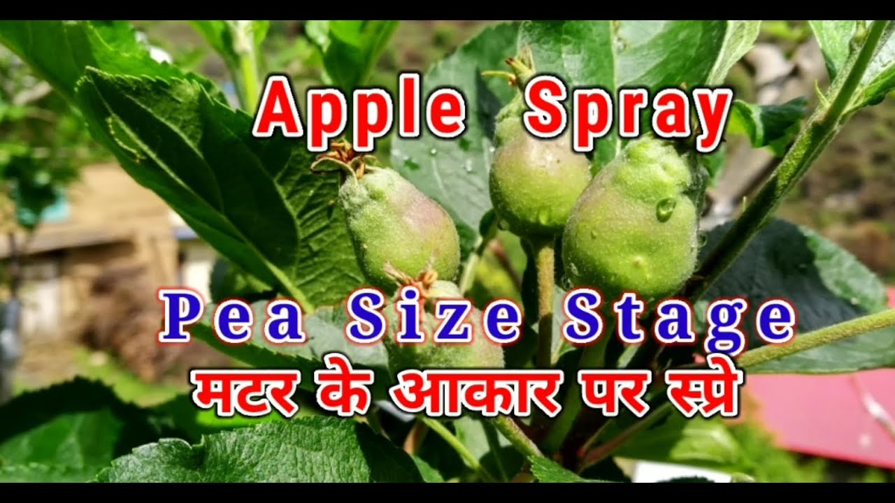 Apple Spray | Pea Size Stage | मटर आकार पर सेब स्प्रे - YouTube