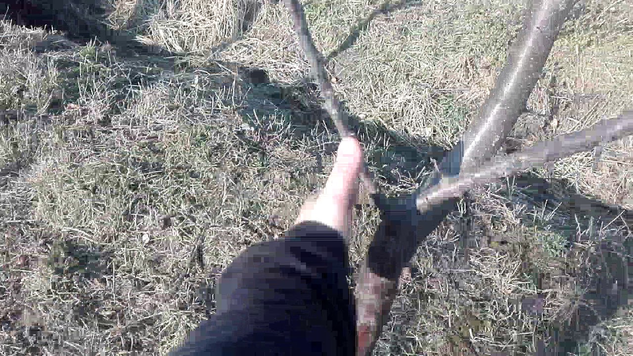 CAIS VIORICA/VIORICA APRICOT/taieri la pomi fructiferi tineri - YouTube