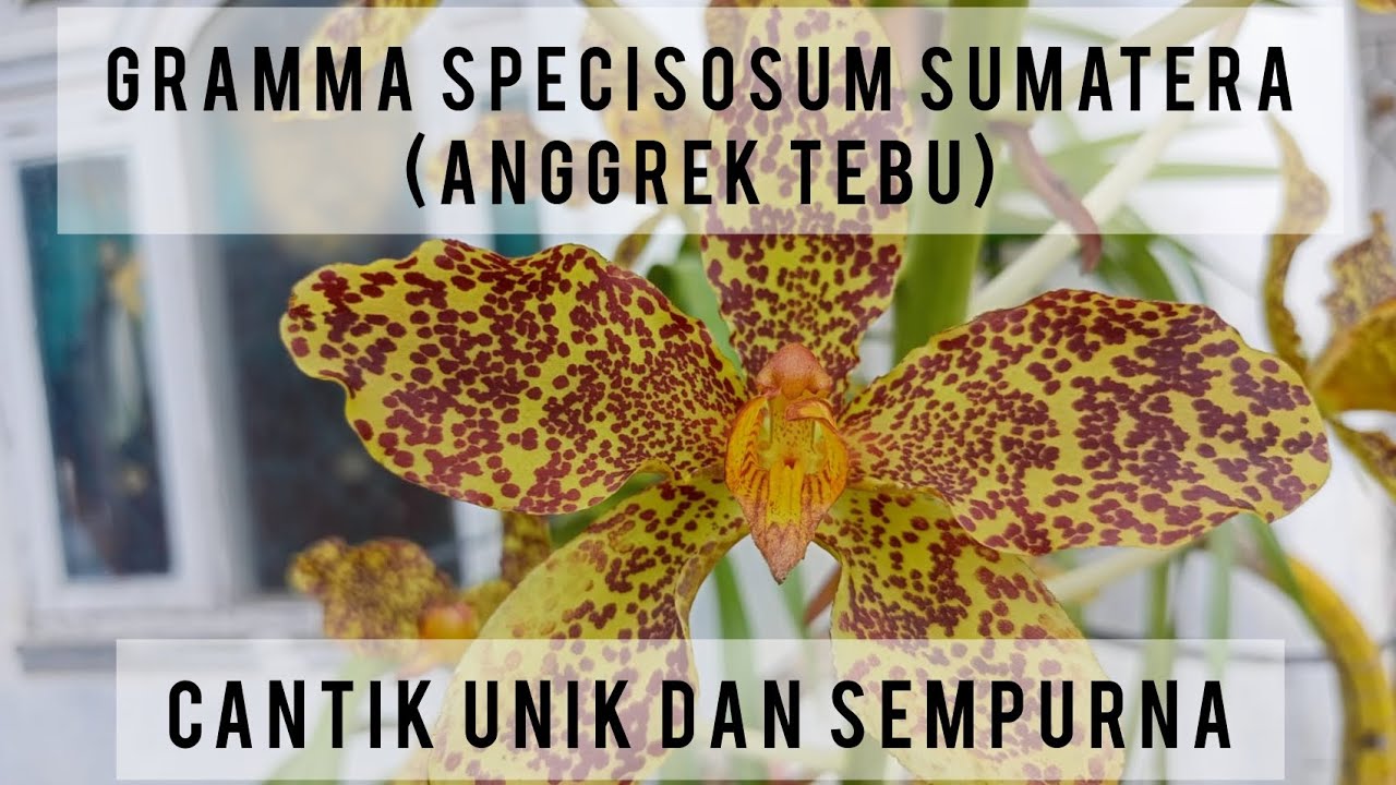 bunga anggrek tebu sumatera - YouTube
