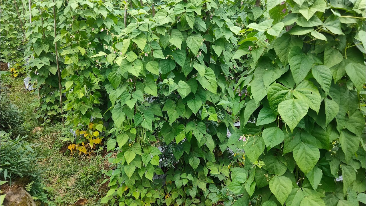 TRIK, DAN CARA MEMPERLEBAT BUNGA DAN BUAH TANAMAN KACANG BUNCIS - YouTube
