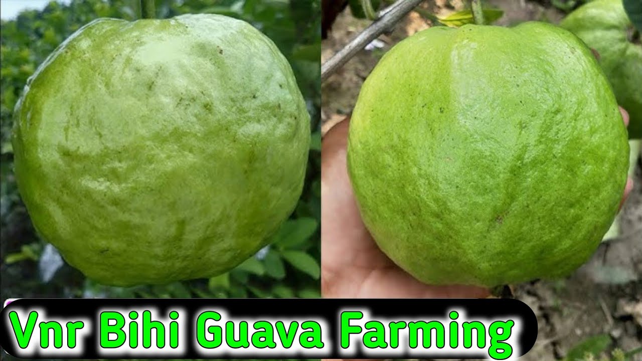 Vnr Bihi Guava Farming,,,Original plant Available in Ariful Nursery ...