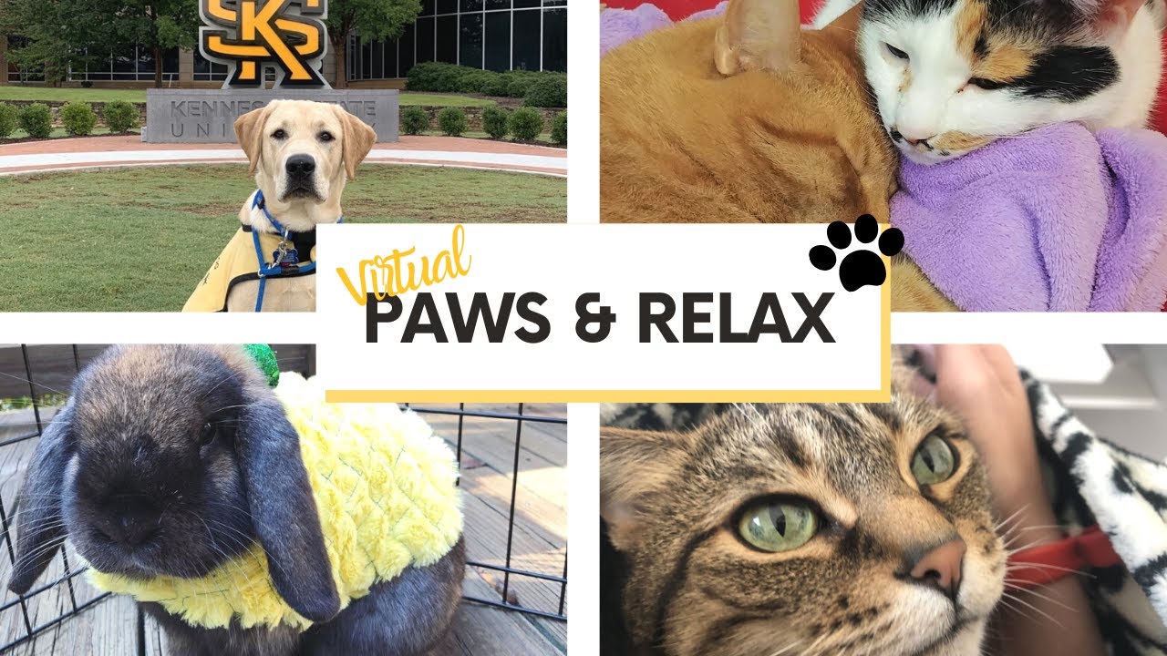 Virtual PAWS and Relax - Kennesaw State University - Fall 2020 - YouTube