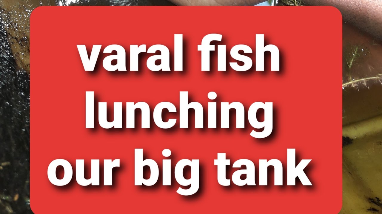 varal fish lunching our big tank/Amazing world vlog - YouTube