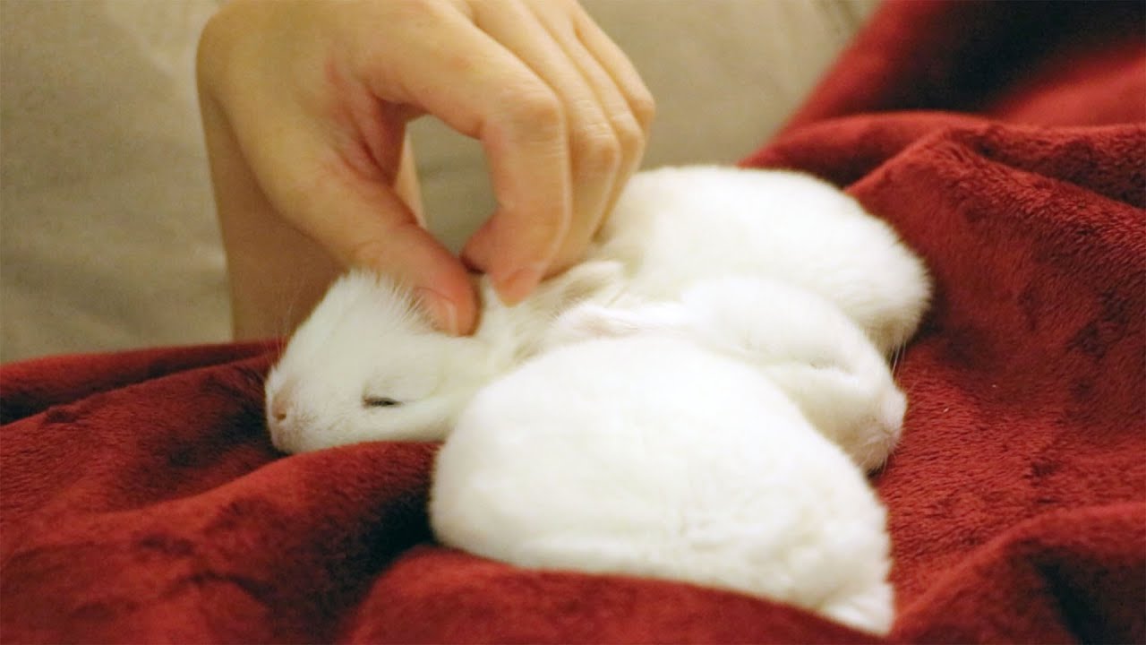 White Baby Bunny Sleeping