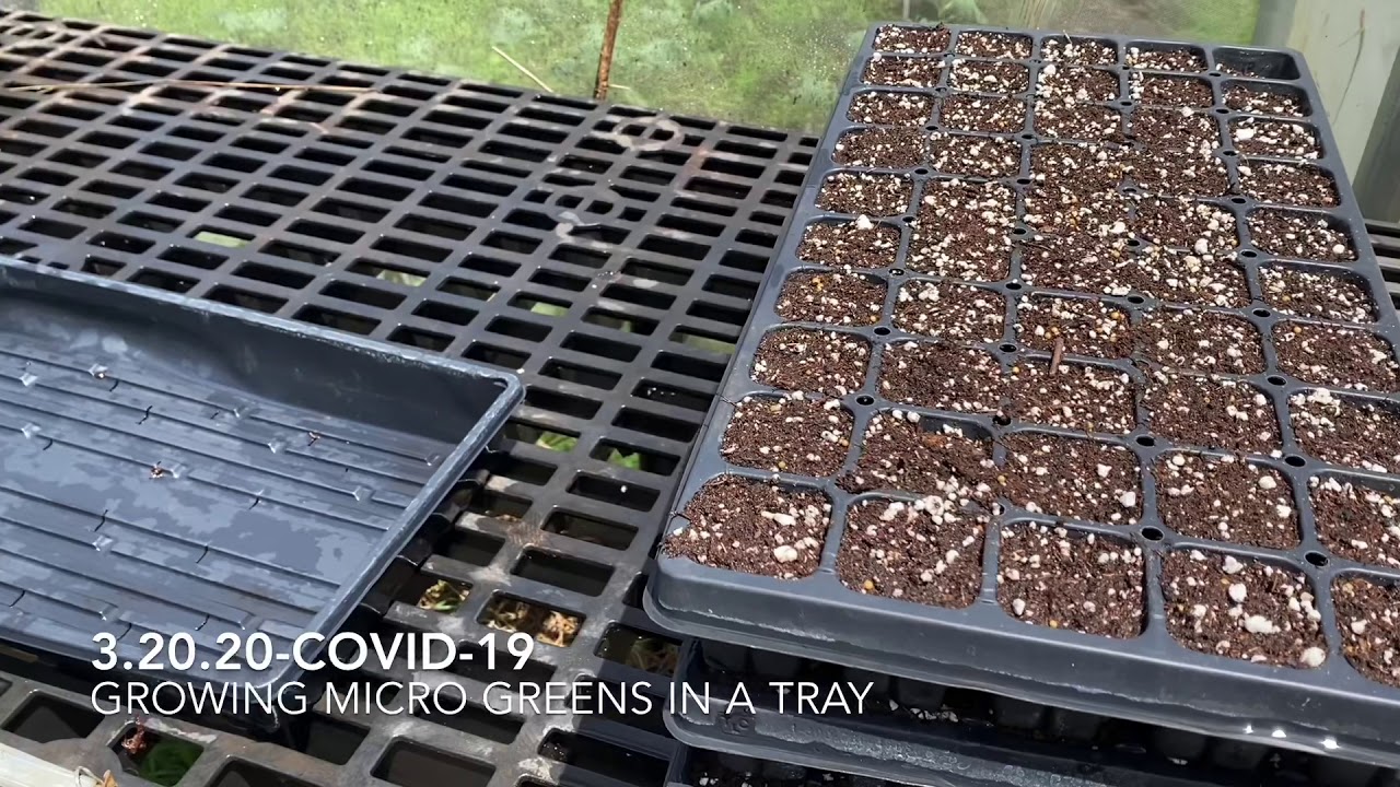 Growing flats of micro greens - YouTube