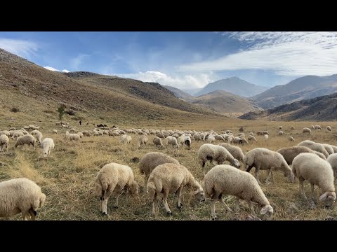 NURHAK DAĞINA 5 KANKALLA GİRDİK KOYUN SÜRÜSÜ