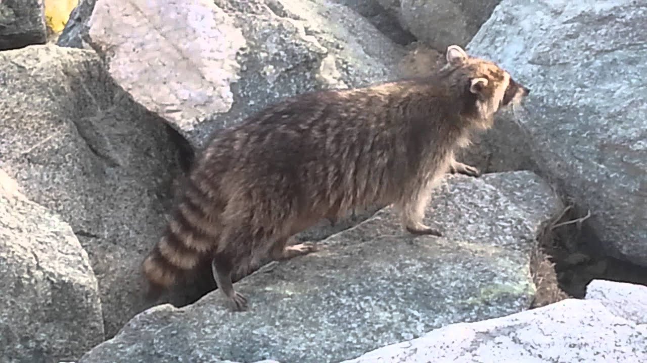 MAPACHE EN LA PLAYA - YouTube