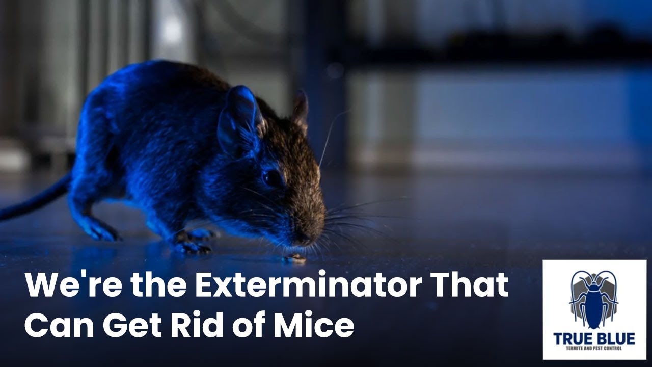 If You're Having Mice Problems, Hire Us at True Blue Termite and Pest ...