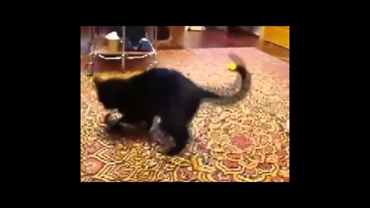 Grappige dieren filmpjes. Plezier met dieren - YouTube