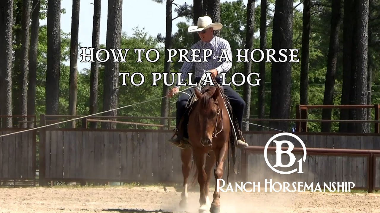 How To Prep a Horse To Pull a Log Preview - YouTube