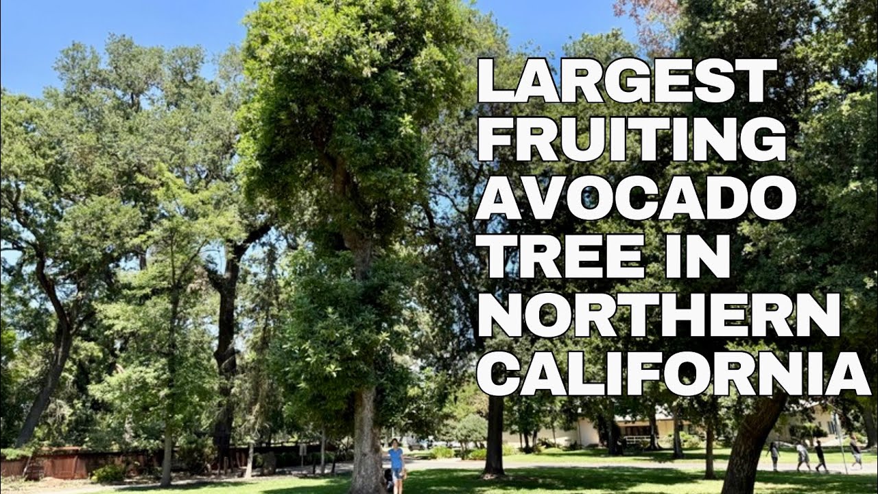 DISCOVER A MASSIVE 100 YEAR OLD SEEDLING FUERTE AVOCADO TREE - THE ...