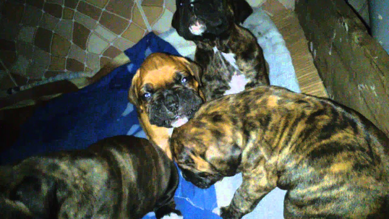 cachorros boxer atigrados "venta" - YouTube