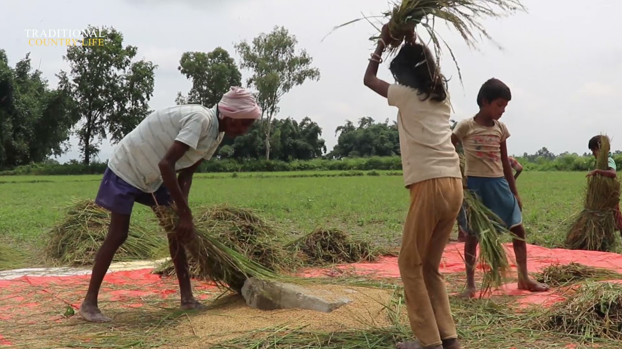 Village Farm Workers In A Field Of Rice Husks In Terai Region Of Nepal ...