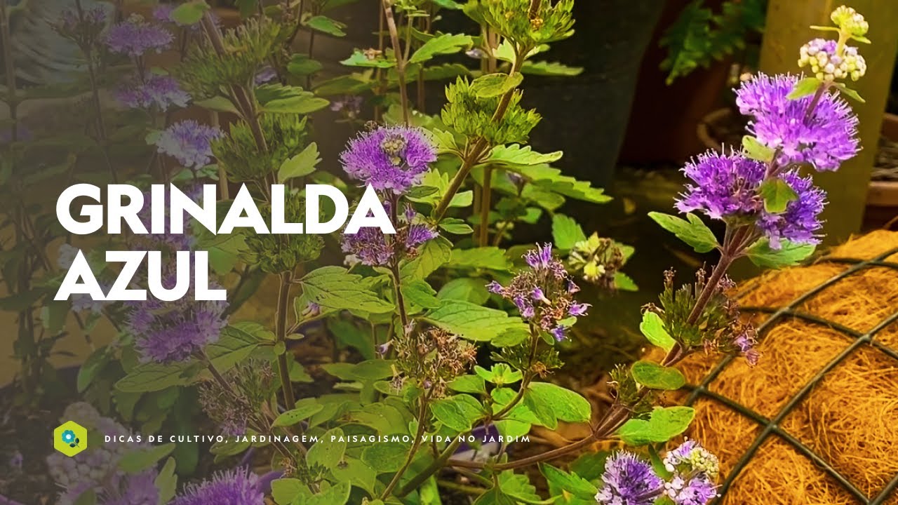Grinalda Azul - Elegância e encanto em cada detalhe! - YouTube