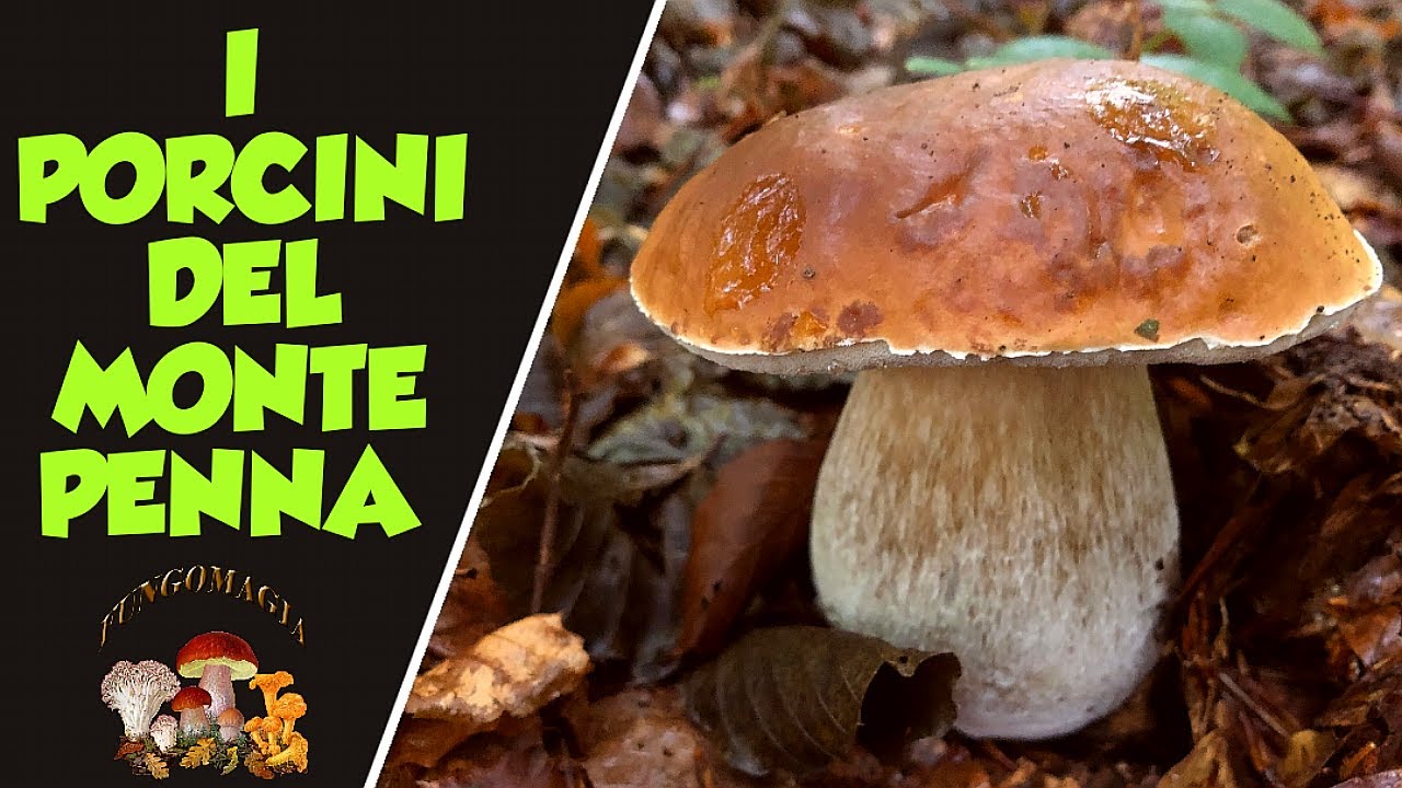 I PORCINI DEL MONTE PENNA [sub Eng] - YouTube
