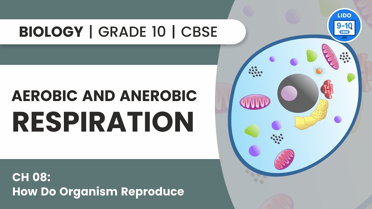 Aerobic and Anaerobic Respiration | Life Processes | Class 10 Biology ...