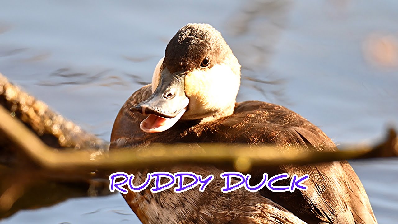 RUDDY DUCK LOOKING BEAUTIFUL ON A BEAUTIFUL DAY - YouTube