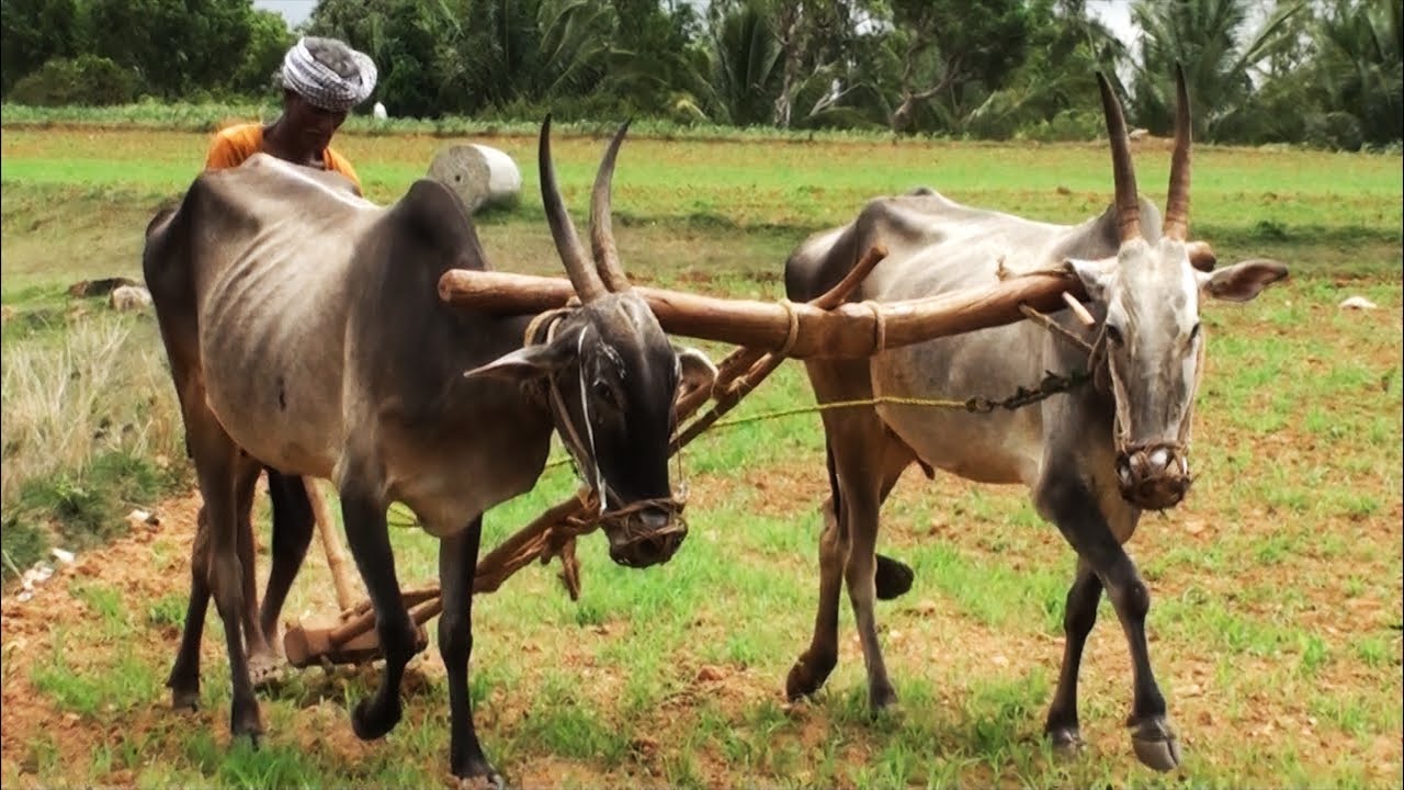 Dryland farmer harrowing ragi field with Cows - YouTube