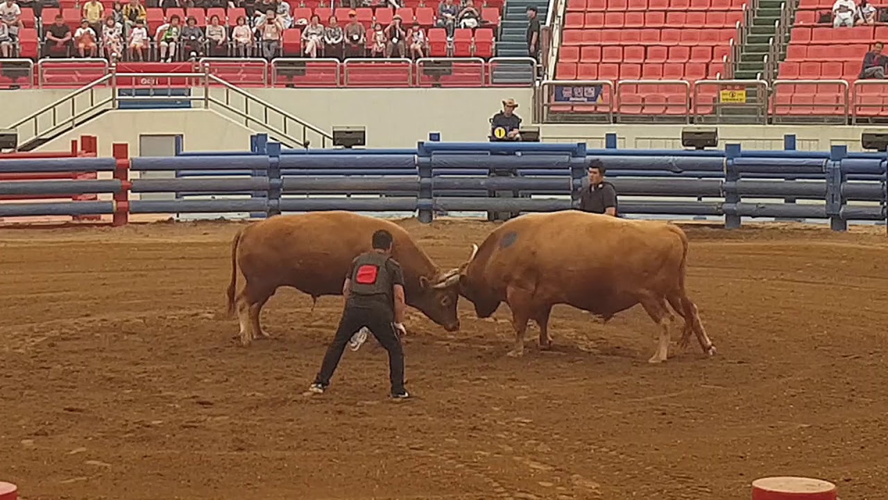 20190622 청도소싸움 하이라이트_1st, Korean Traditional Game, Bull Fighting - YouTube