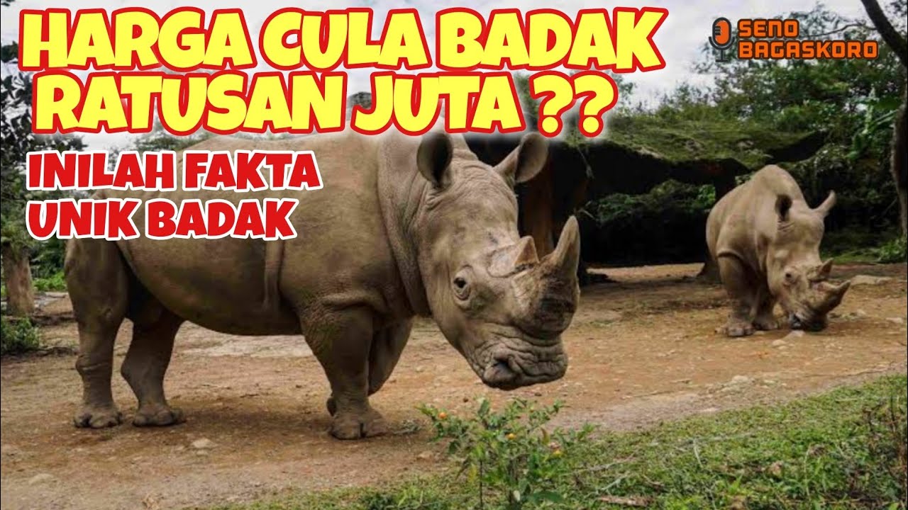 CULA BADAK BERNILAI RATUSAN JUTA ? INILAH FAKTA UNIK BADAK YANG WAJIB ...