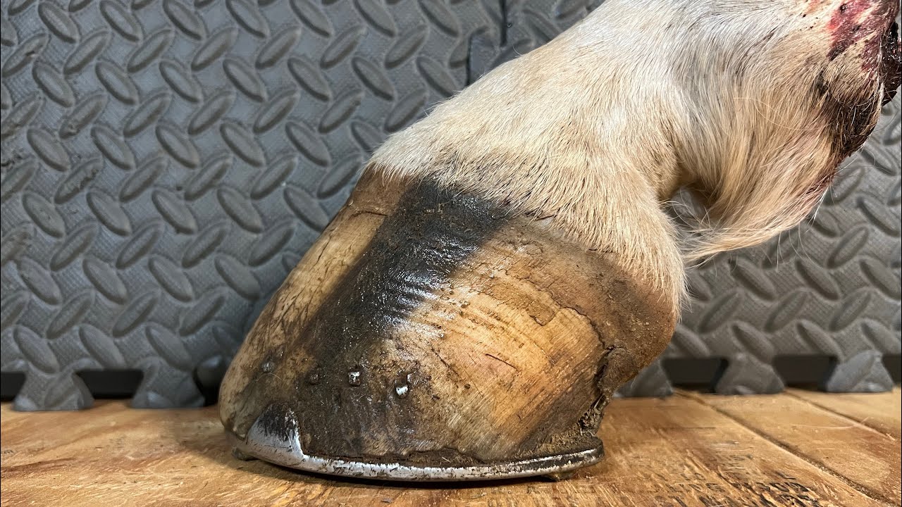 Horse hoof dissection/anatomy - YouTube