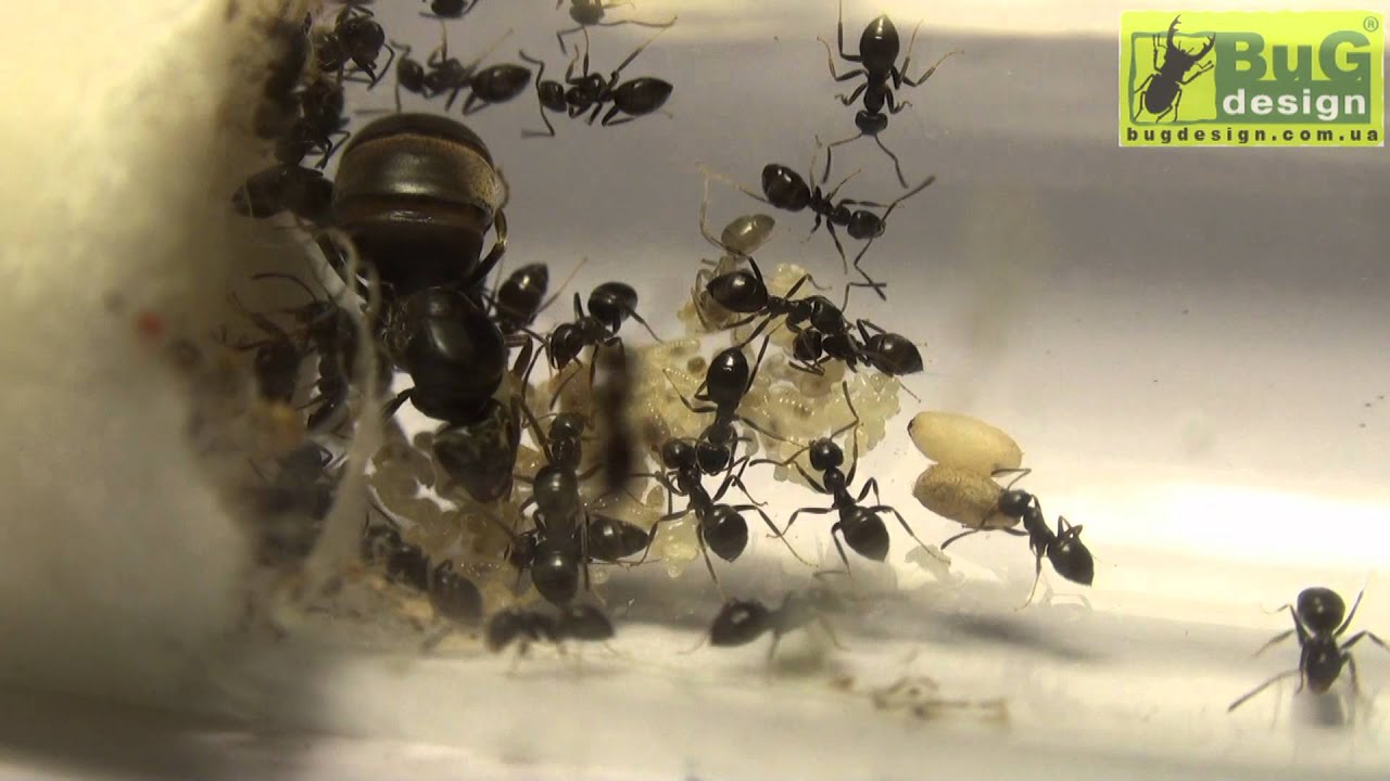 Lasius niger queen with brood and workers - YouTube