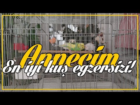ANNECİM - İnsan ve Kuş Sesinden MUHABBET KUŞU KONUŞTURMA Egzersizi