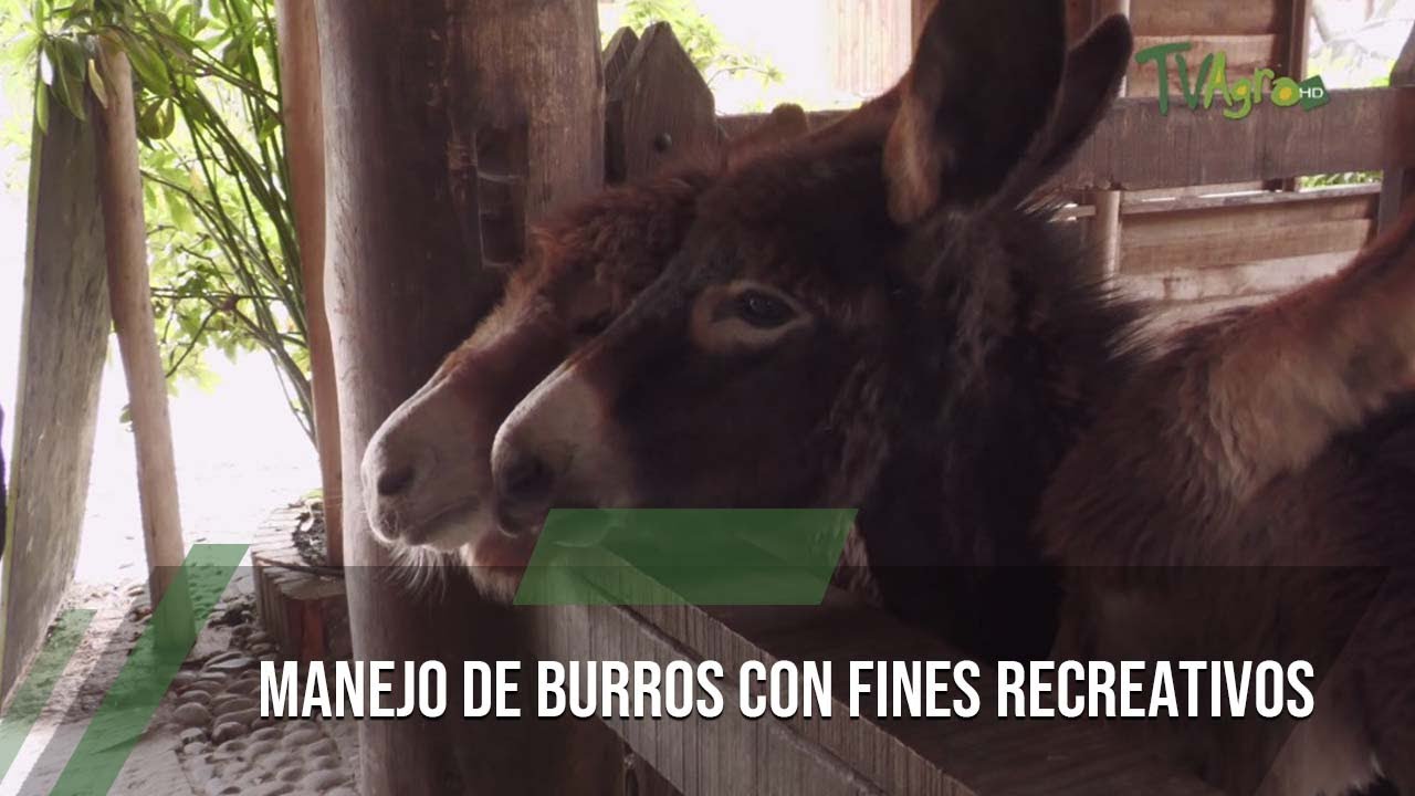 Manejo de burros con fines recreativos - TvAgro por Juan Gonzalo Angel ...