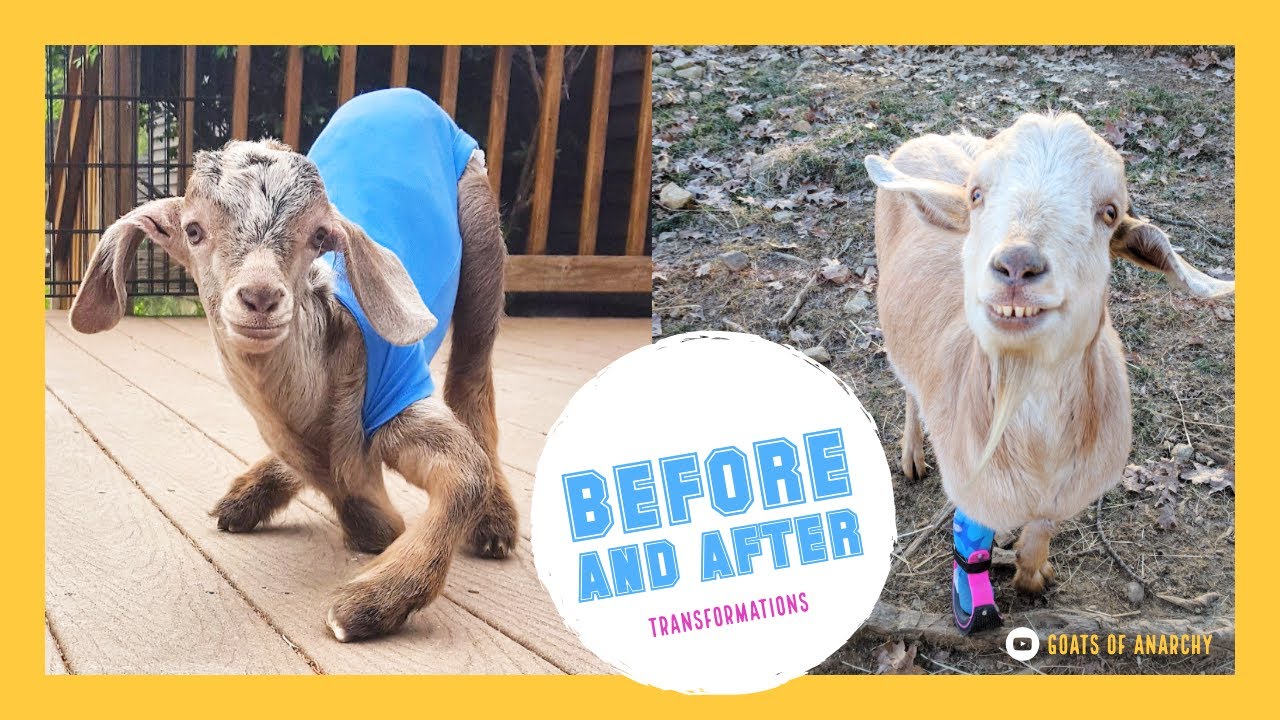 Rescued Animals Make DRAMATIC Transformations - YouTube