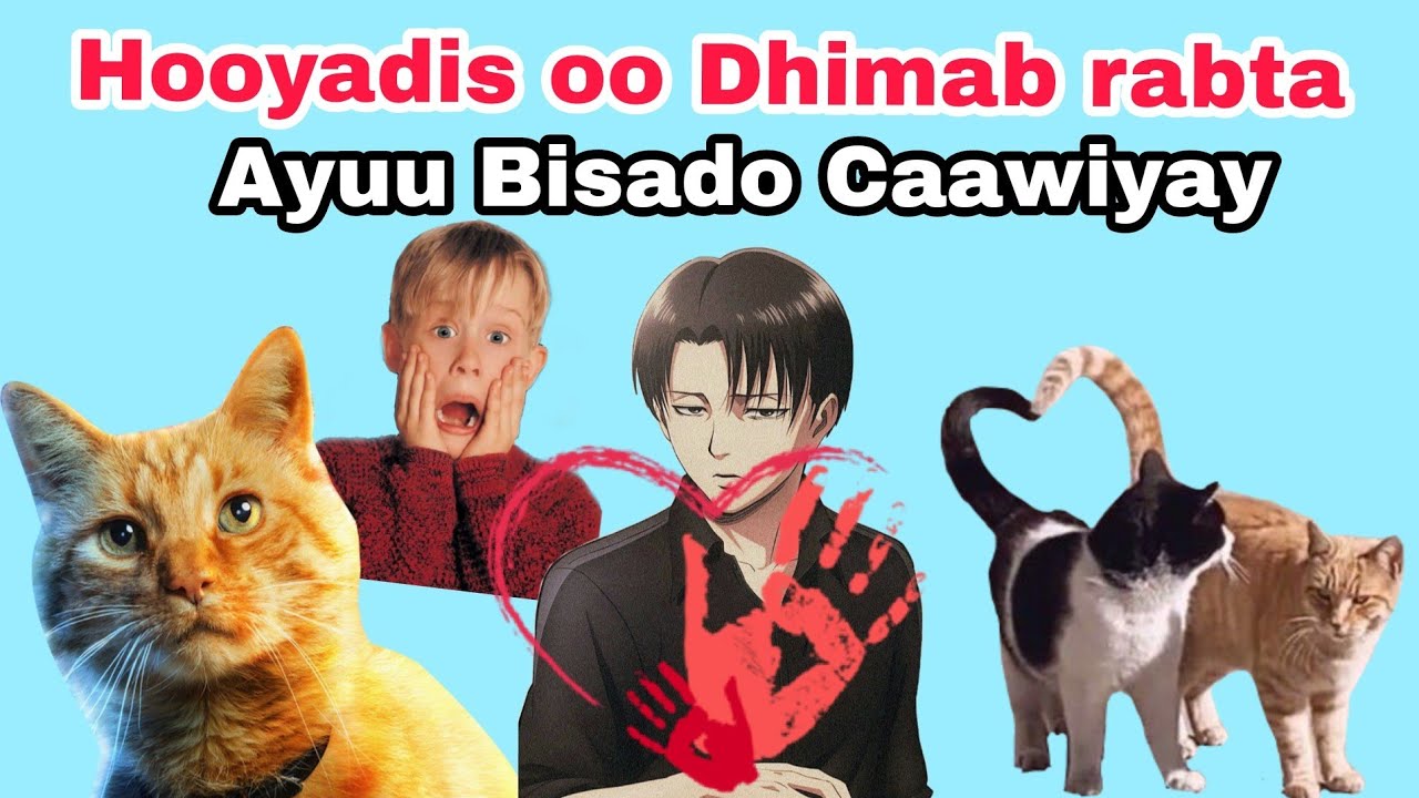 wiil dhalinyara ah iyo bisad ilmo dhashay- Qiso In lagu waano waato ...