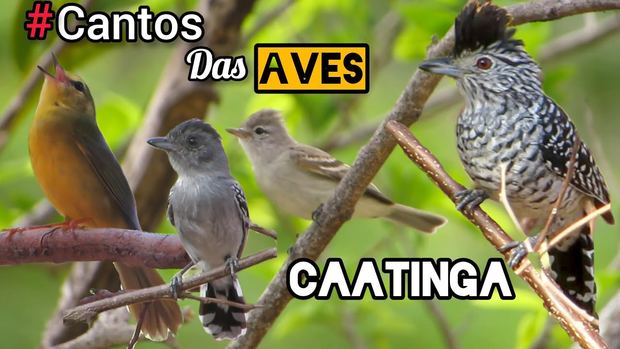 CENAS INÉDITAS dos PÁSSAROS // Cantos , Canario do mato, Choca do ...