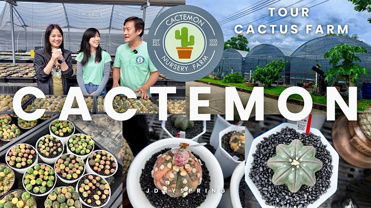 Tour Cactus Farm:🌵Cactemon Nursery Farm | Beautiful of Astrophytum ...